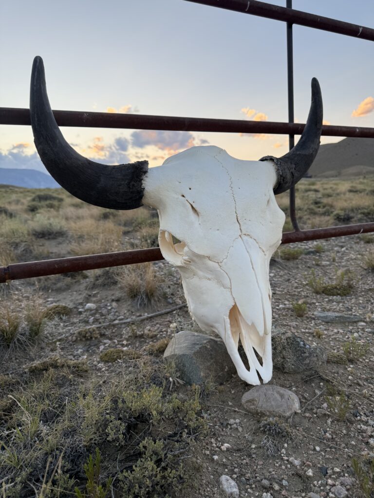 Authentic Buffalo/Bison Skulls for Sale | Bison Creations Taxidermy